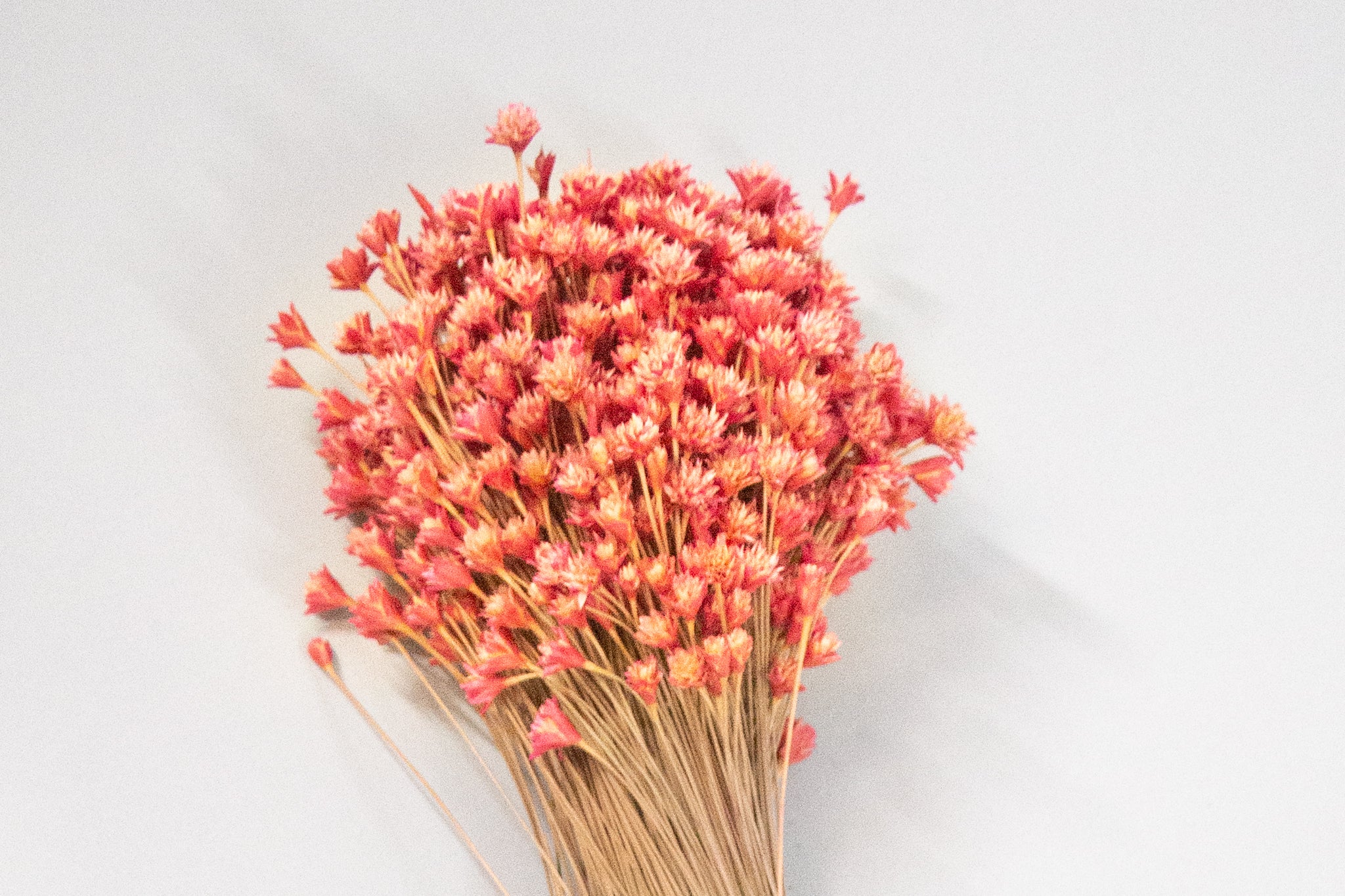 Hill Flower Preserved Bouquet Quality Growers Floral Company