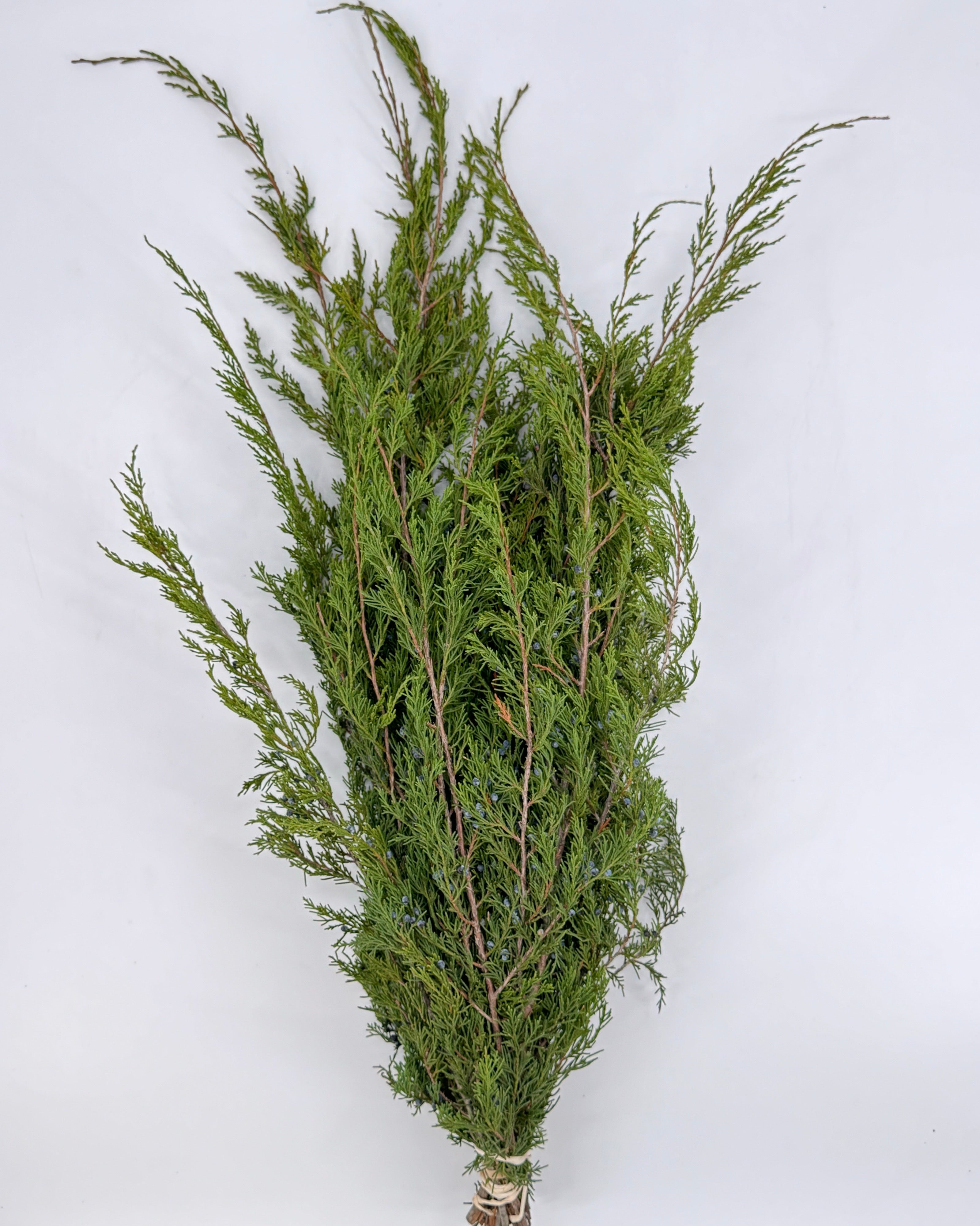 Blueberry Juniper Bunches – Quality Growers Floral Company