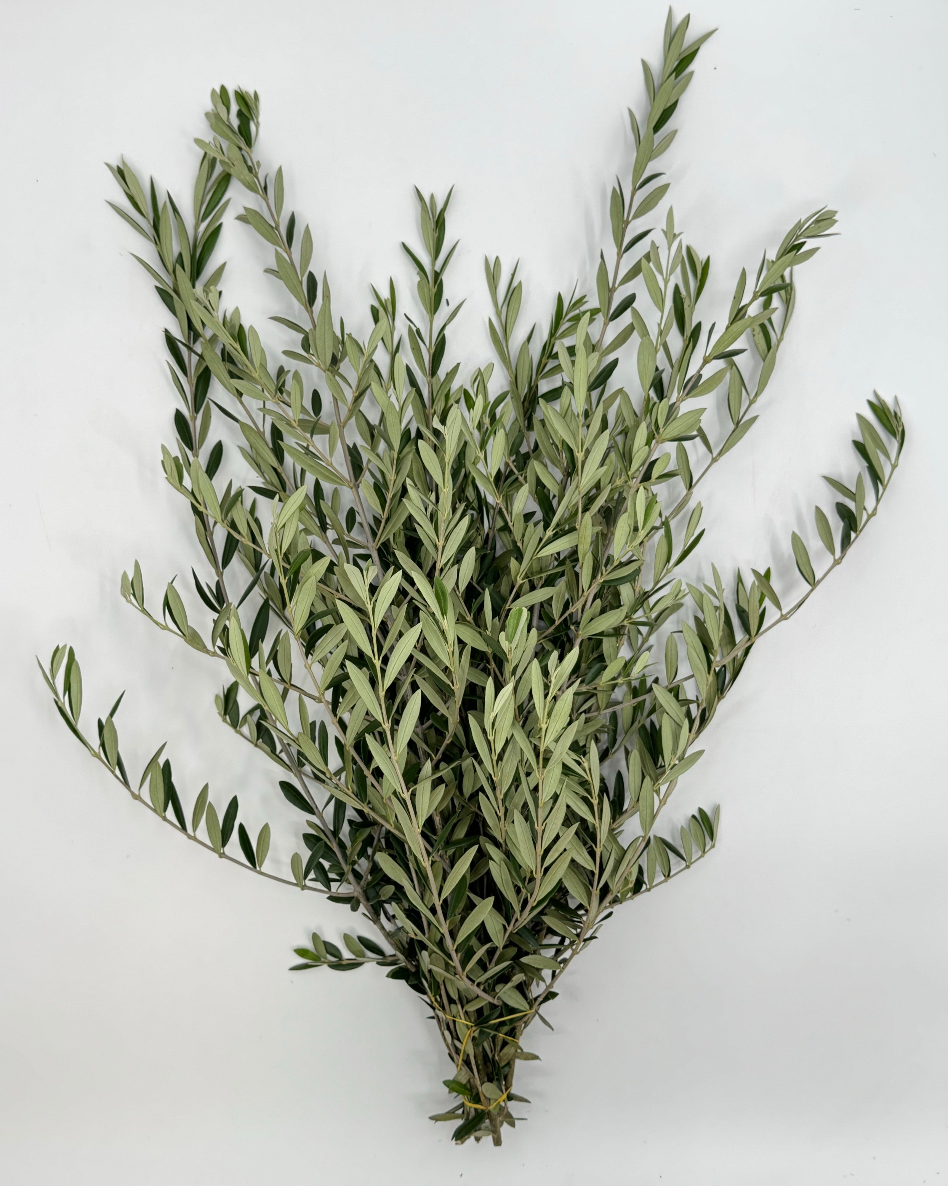 Olive Leaf Bunches – Quality Growers Floral Company