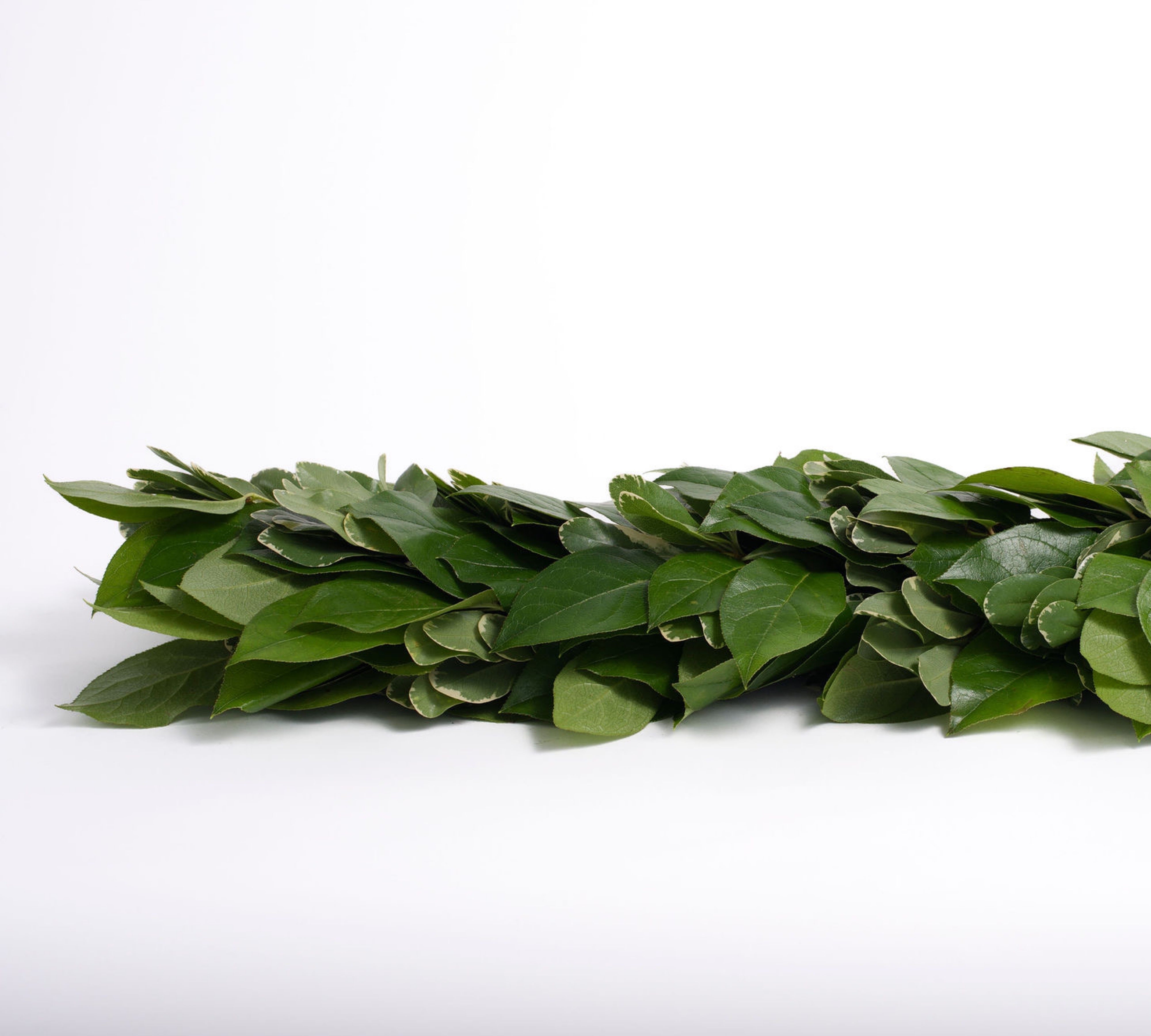 Salal and Variegated Pittosporum Garland – Quality Growers Floral Company