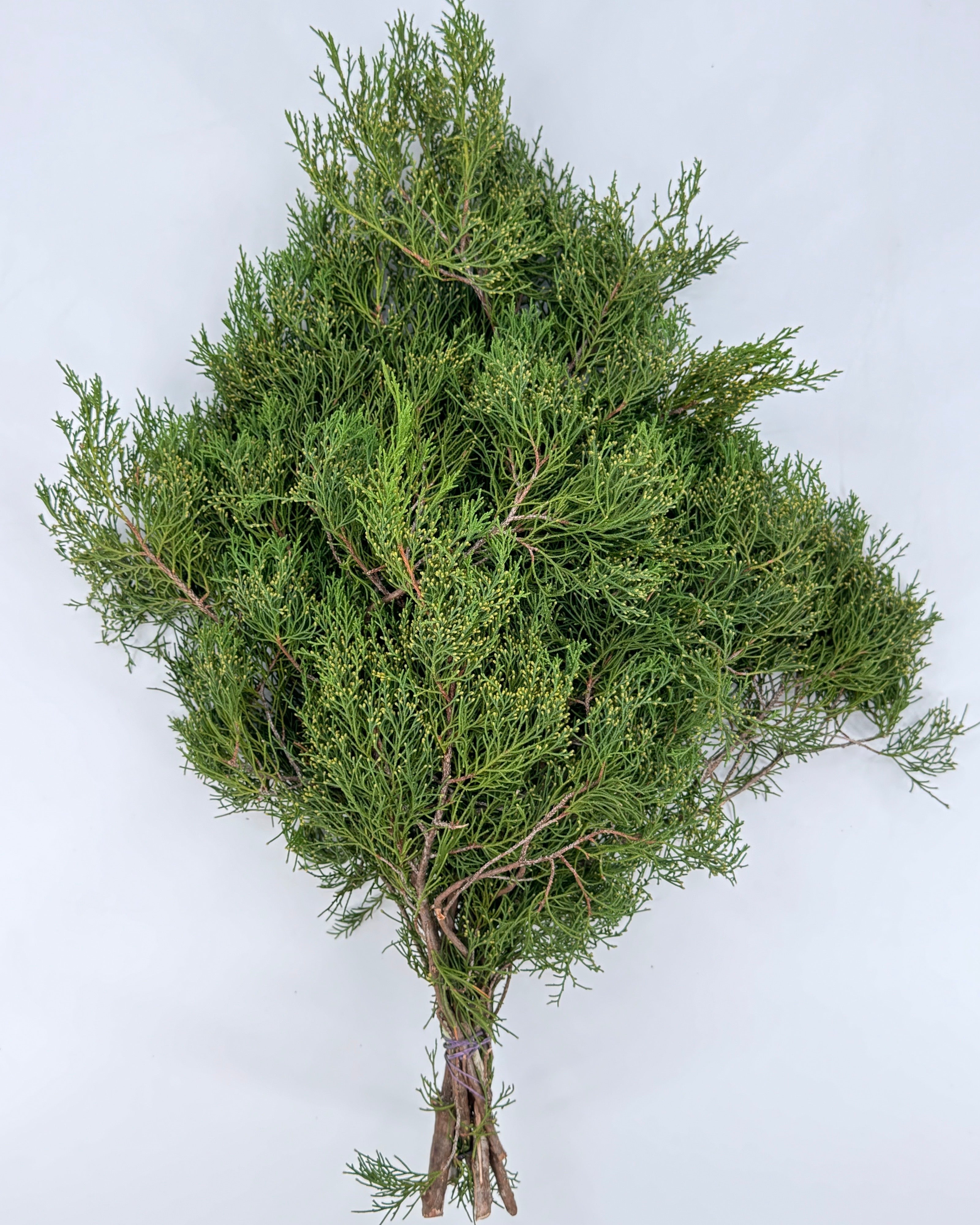 Gold Tip Juniper Bunches – Quality Growers Floral Company