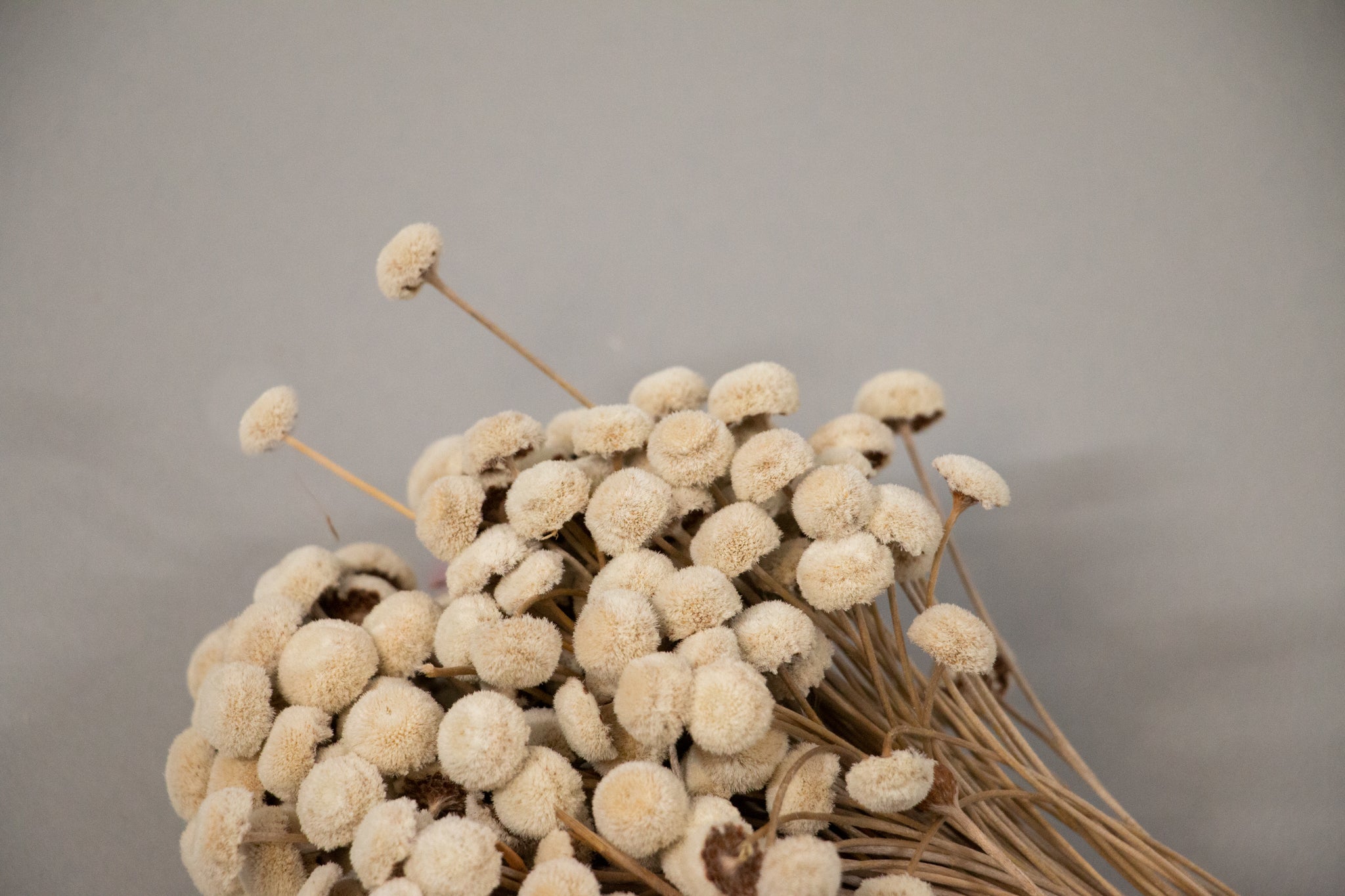Button Flowers – Quality Growers Floral Company