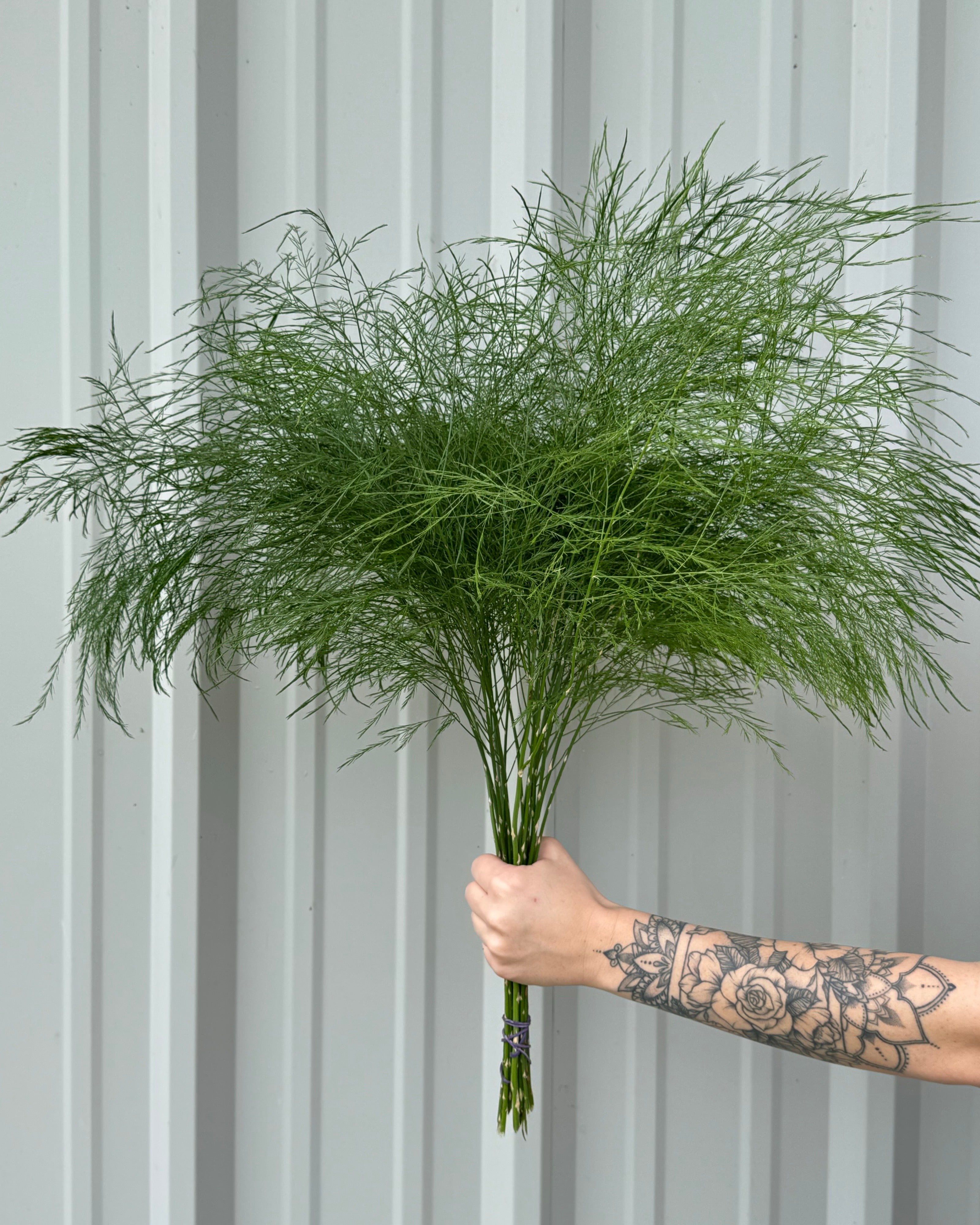 Tree Fern Bunches – Quality Growers Floral Company