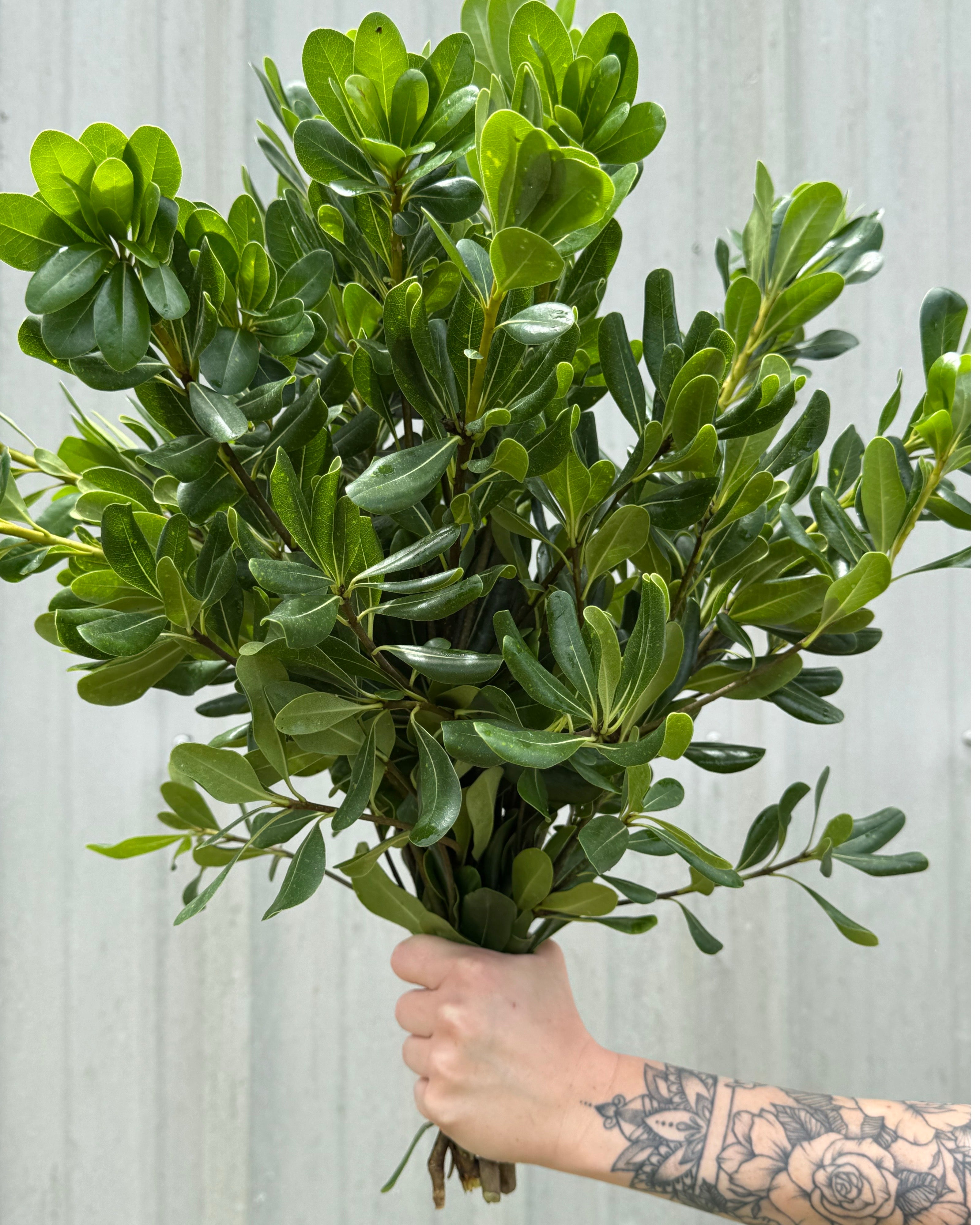 Green Pittosporum Bunches – Quality Growers Floral Company