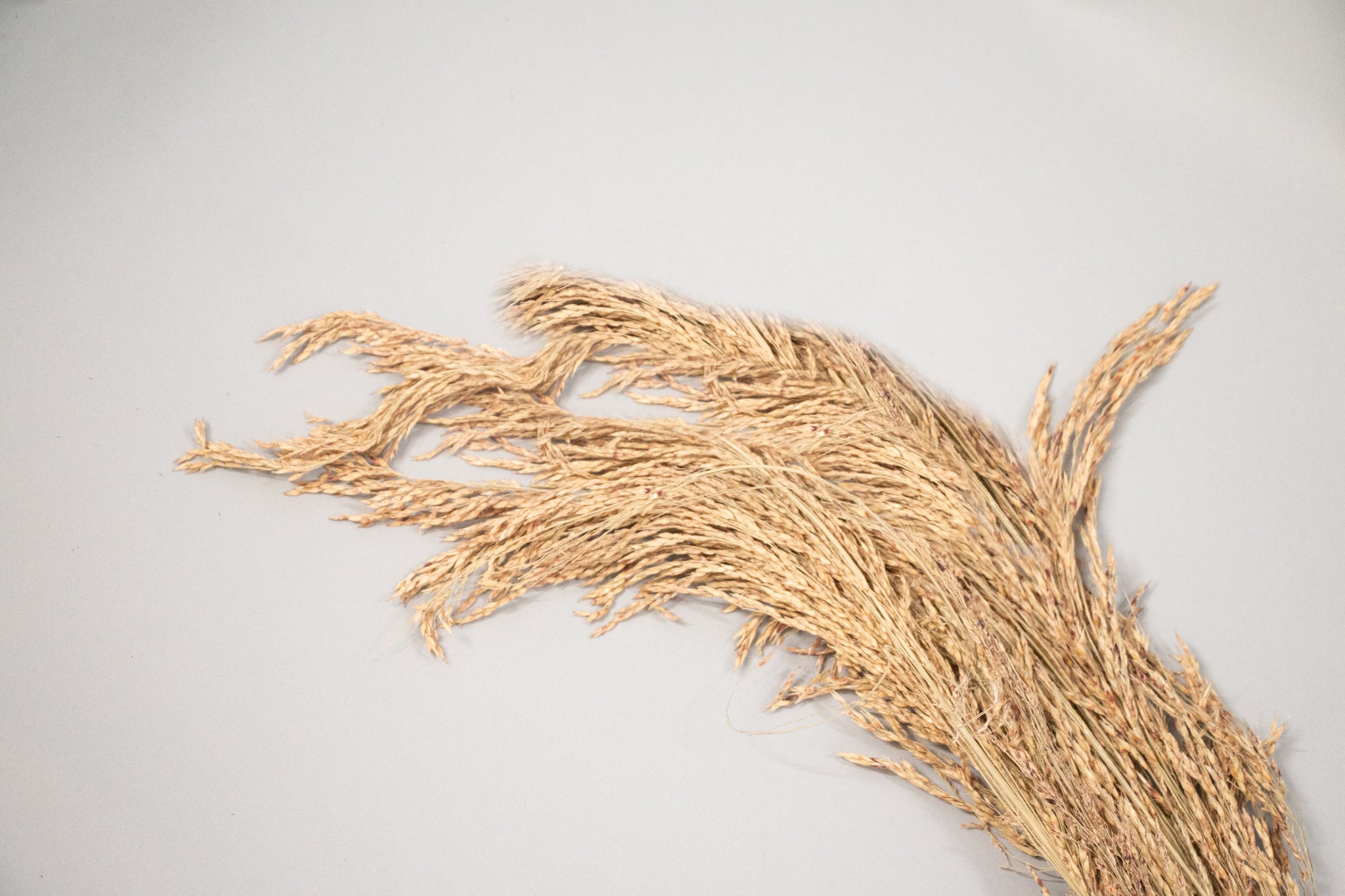 Rice Grass Preserved Bouquet – Quality Growers Floral Company