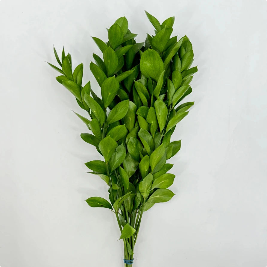 Ruscus Bunches – Quality Growers Floral Company