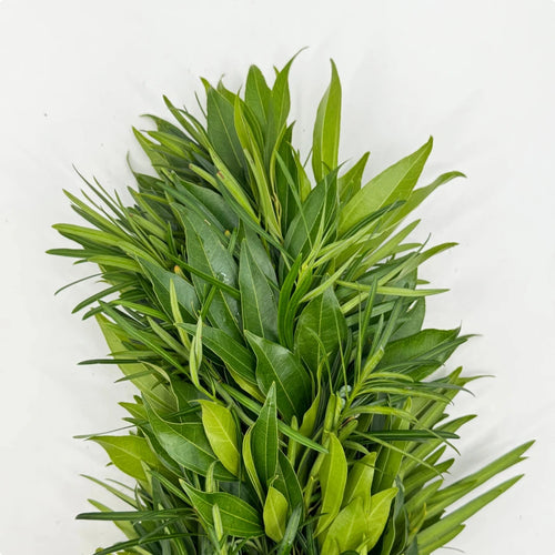 Quality Growers - Custom Dried Botanicals & Mosses for Every Occasion ...