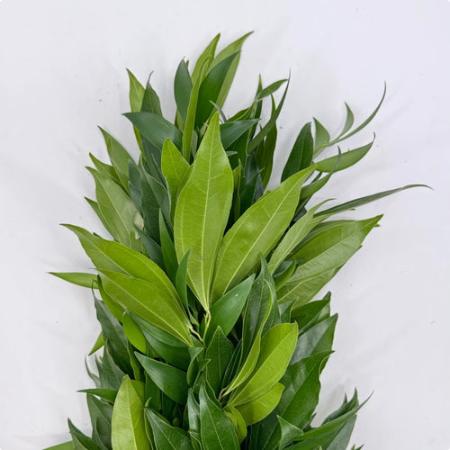 Quality Growers - Custom Dried Botanicals & Mosses for Every Occasion ...